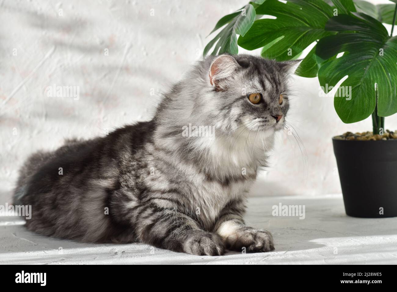 Concentrated fluffy grey cat on a grey background with sunlight Stock ...