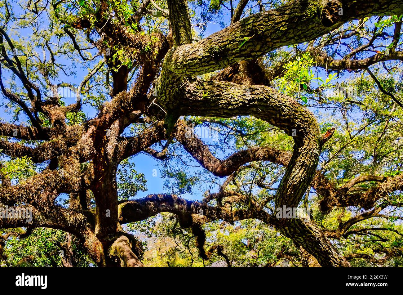 Live oak trees create a scenic landscape in Washington Square, March 26 ...