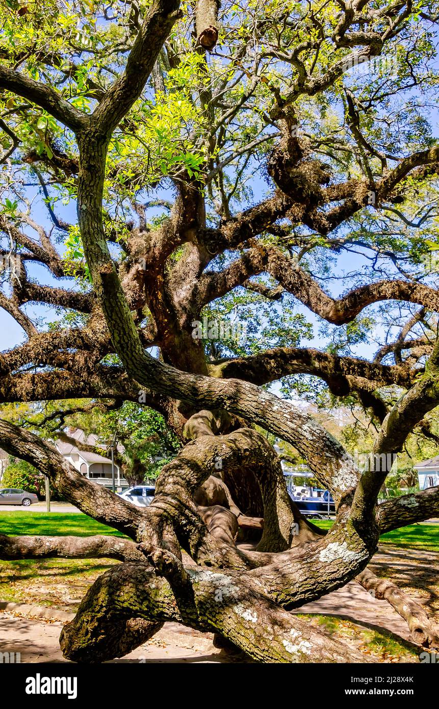 Hardwood Trees Of Alabama