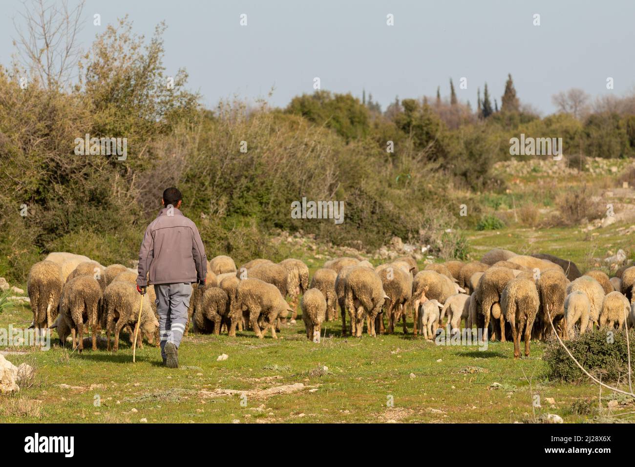 Merino meat sheep hi-res stock photography and images - Alamy