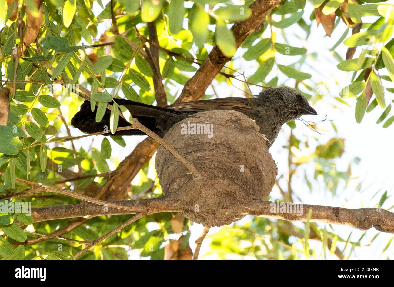 Apostlebird australia hi-res stock photography and images - Alamy