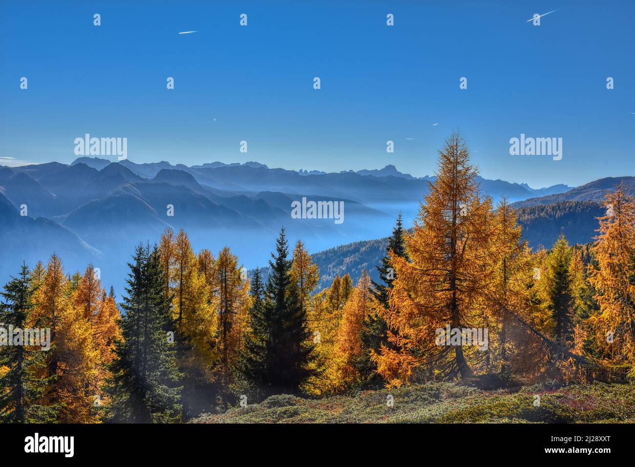 Herbst, Wald, Baum, Bäume, Lärche, Lärchen, Blätter, Nadeln, verfärben, Farbe, Herbstfarben ...