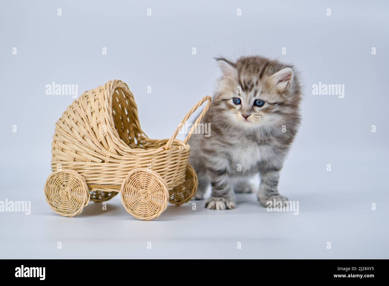 Siberian kitten on a white background with a stroller Stock Photo - Alamy