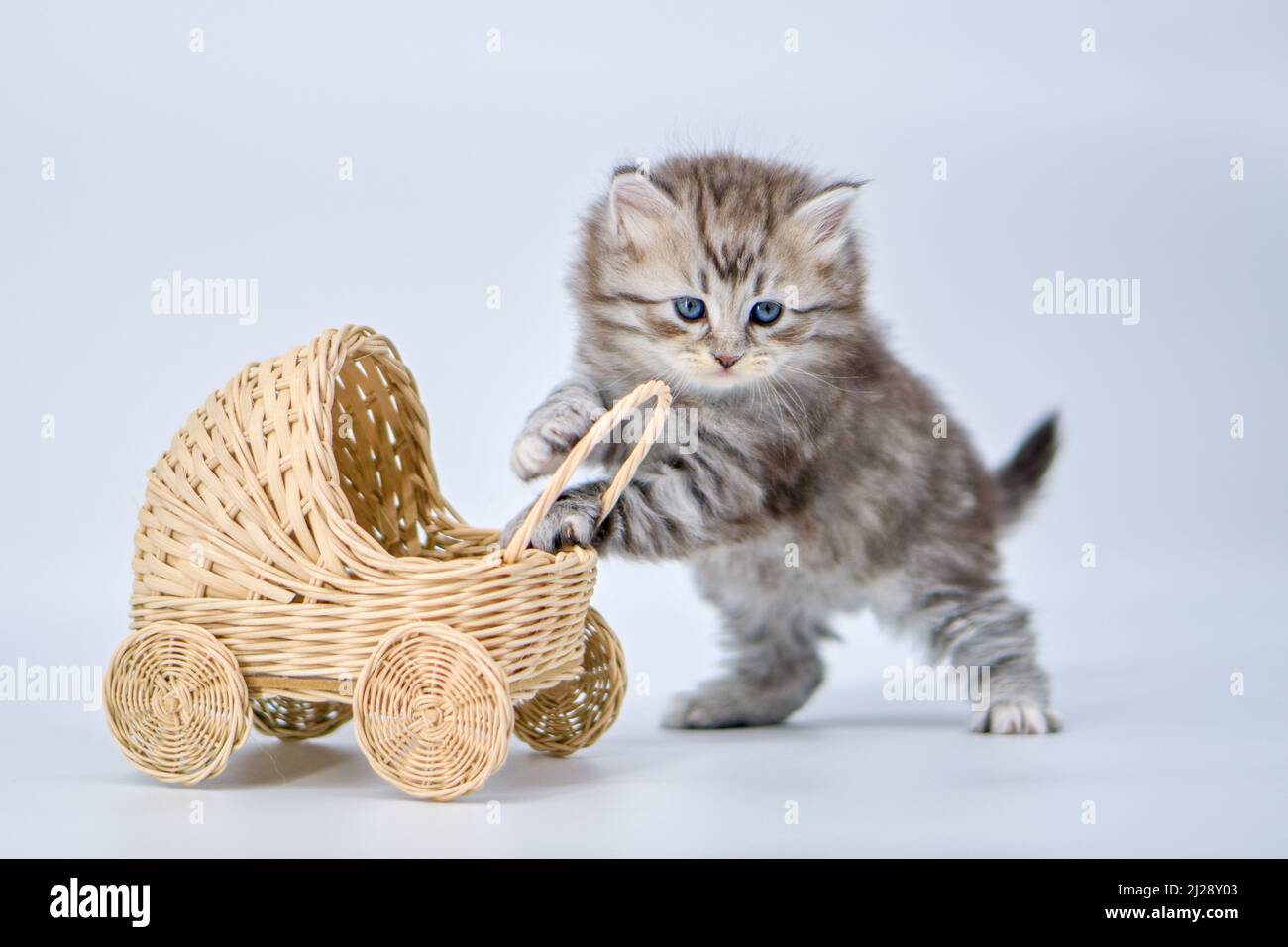 Siberian kitten on a white background with a stroller Stock Photo - Alamy