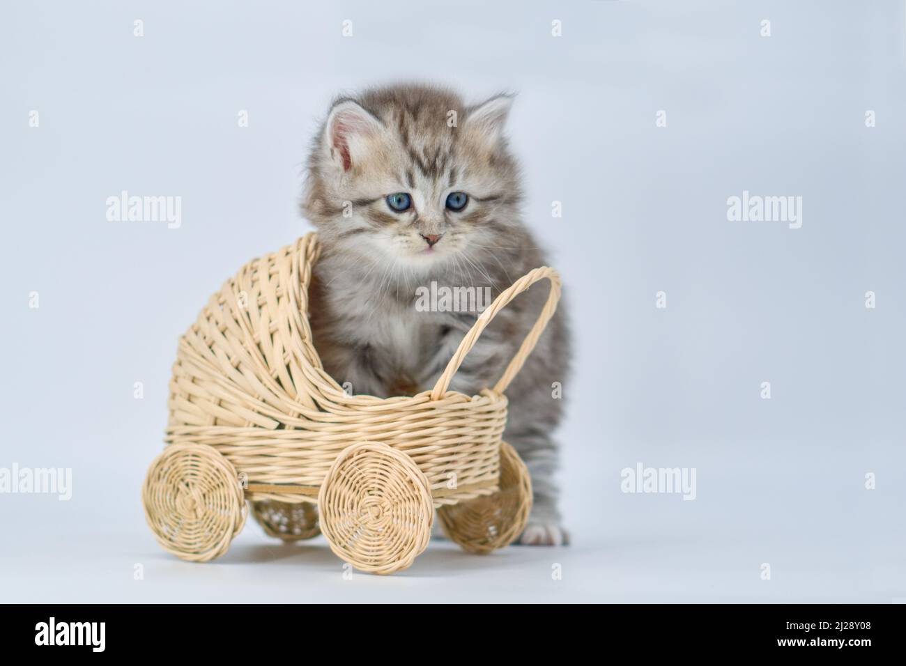 Siberian kitten on a white background with a stroller Stock Photo - Alamy
