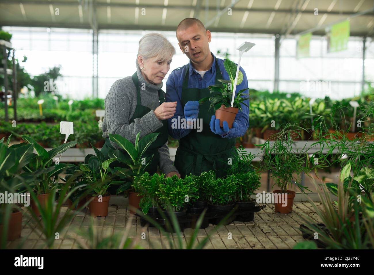 Senior woman and younger man plant shop workers talking Stock Photo - Alamy