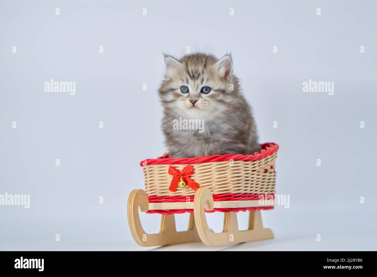 Siberian kitten on a white background on a sled Stock Photo - Alamy