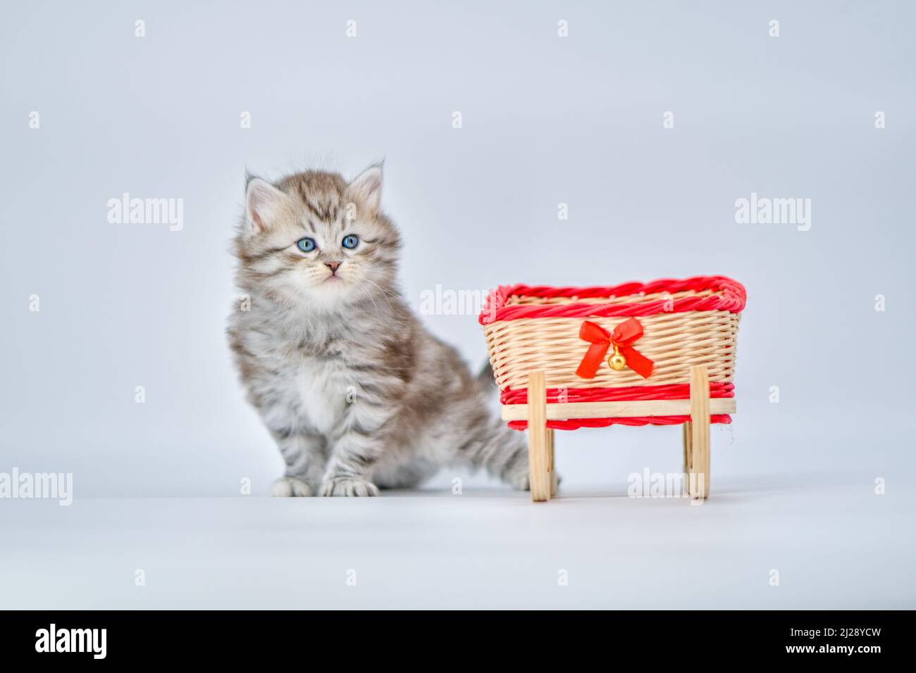 Siberian kitten on a white background on a sled Stock Photo - Alamy