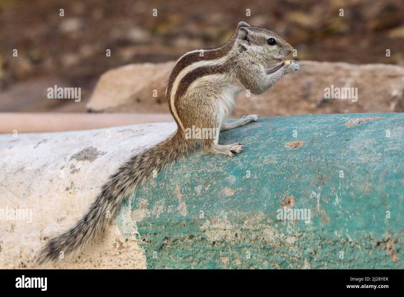 A shallow focus of a tiny little Siberian chipmunk with a long tail ...