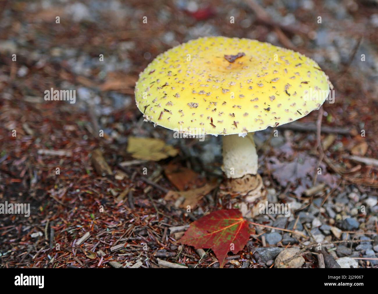 Yellow mushroom hi-res stock photography and images - Alamy
