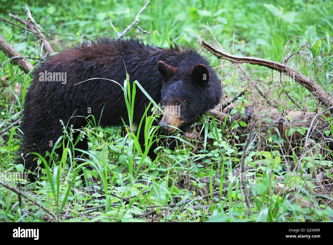 Wild Black bear - Tennessee Stock Photo - Alamy
