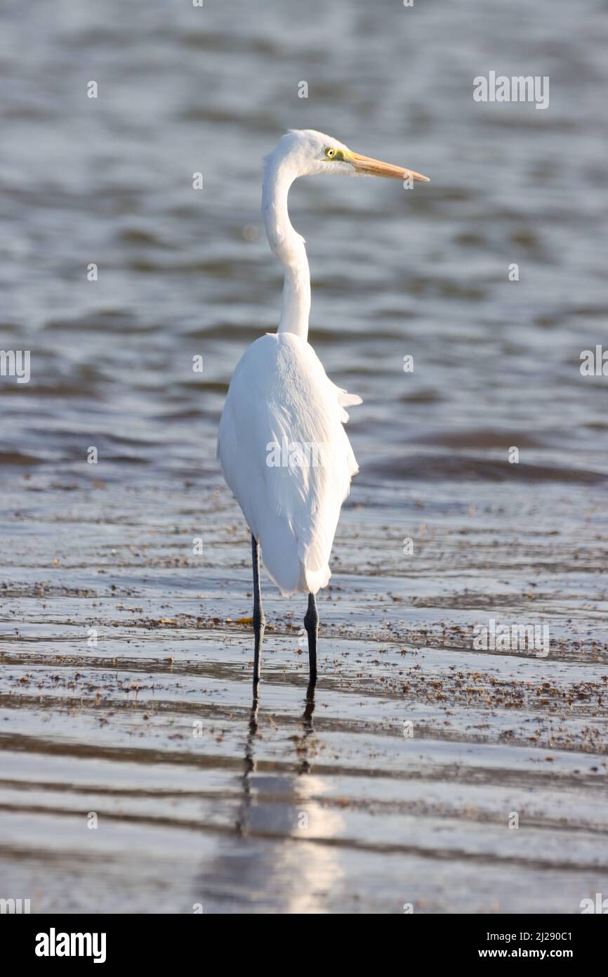 A vertical shot of a white long-legged Great egret (ardea alba ...