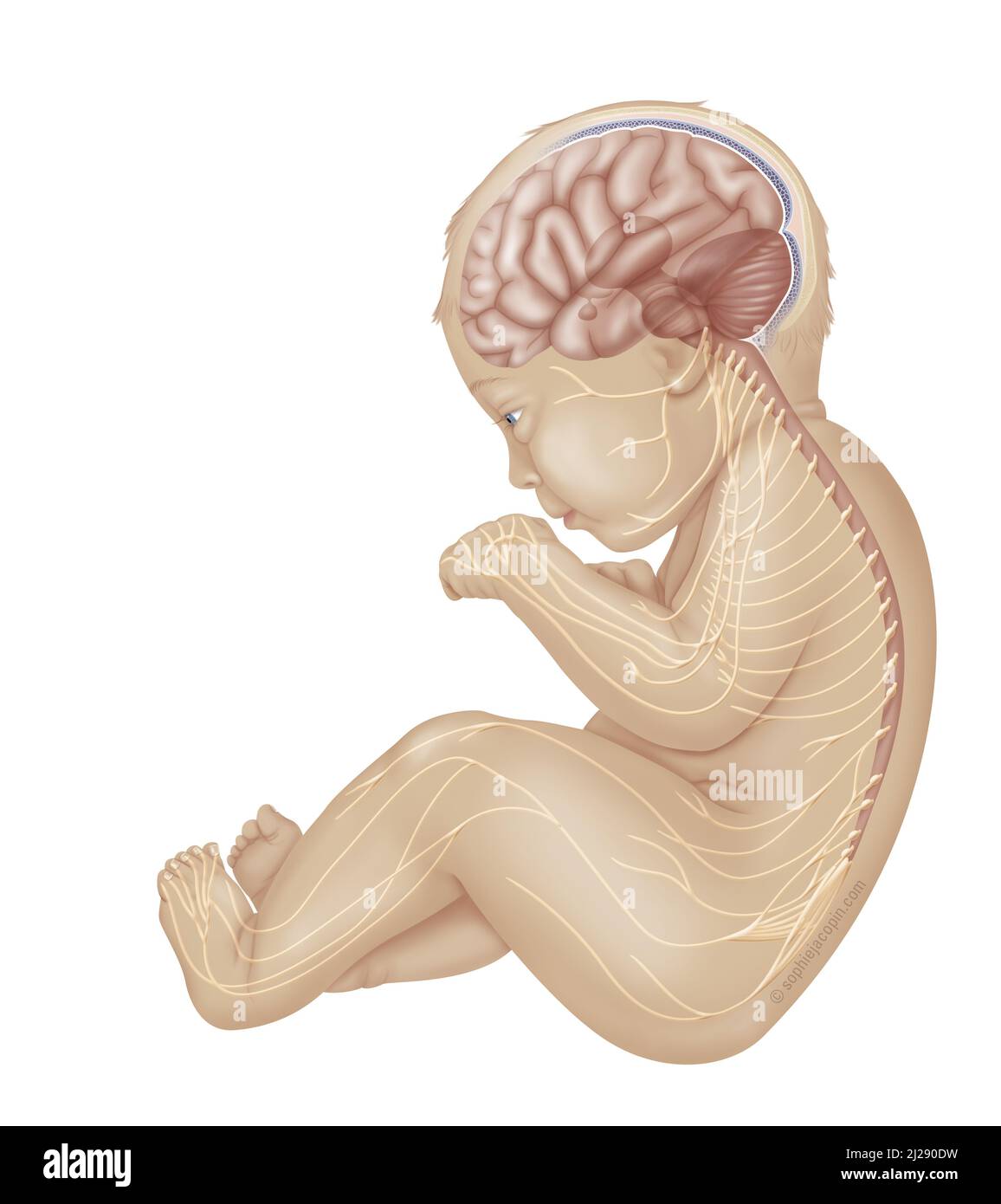 Baby's nervous system Stock Photo - Alamy