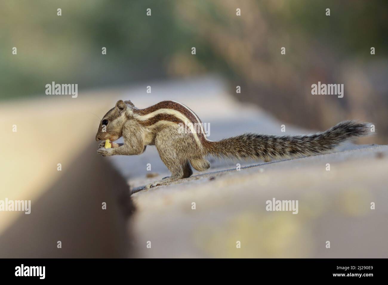 A selective focus of a cute little common chipmunk with a long tail ...