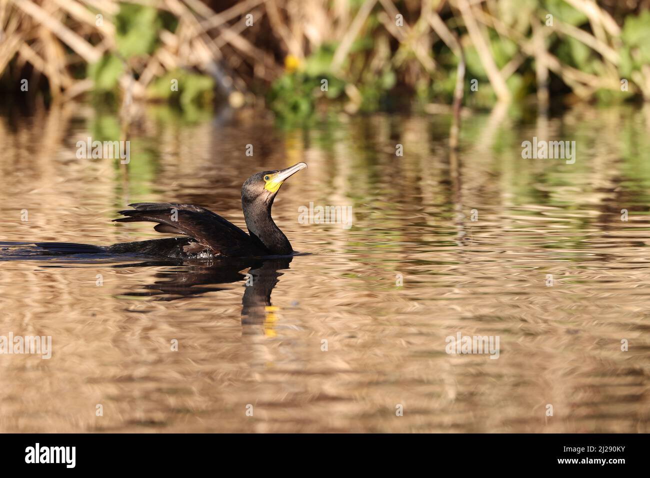North atlantic great cormorant hi-res stock photography and images - Alamy