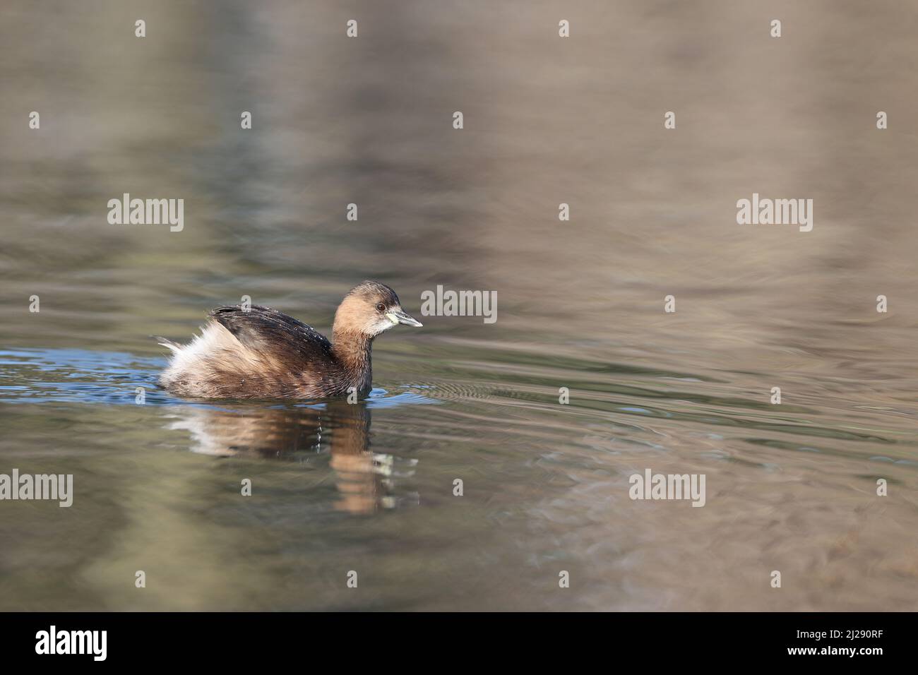 Grebe biodiversity hi-res stock photography and images - Alamy