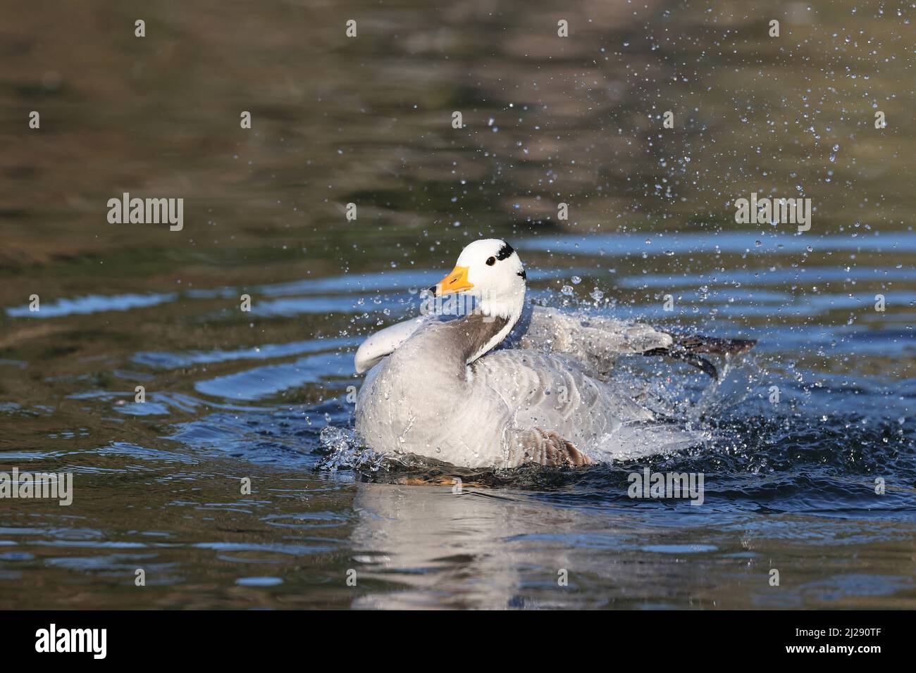 Goose bar hi-res stock photography and images - Alamy