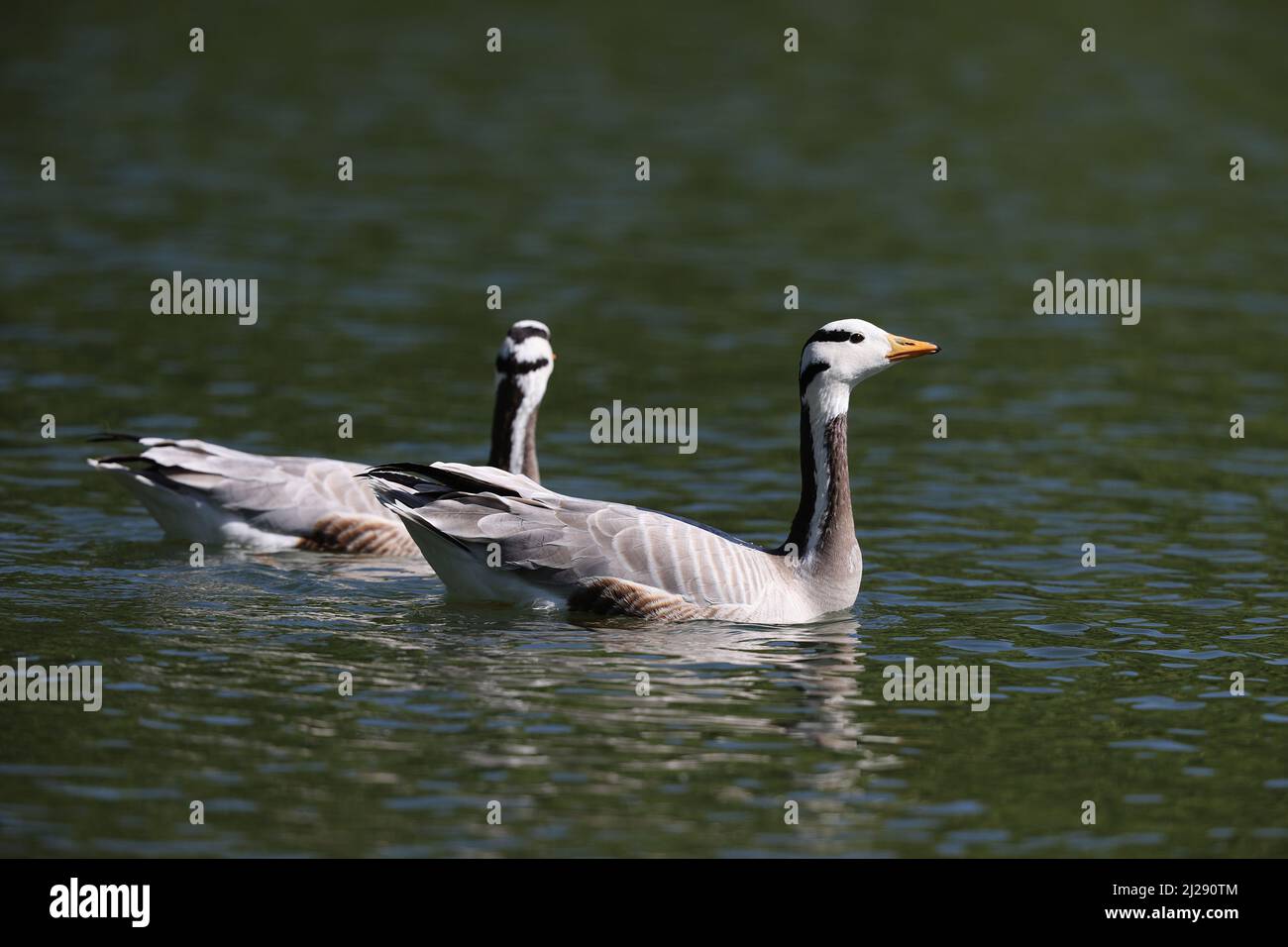 Two headed bird hi-res stock photography and images - Alamy