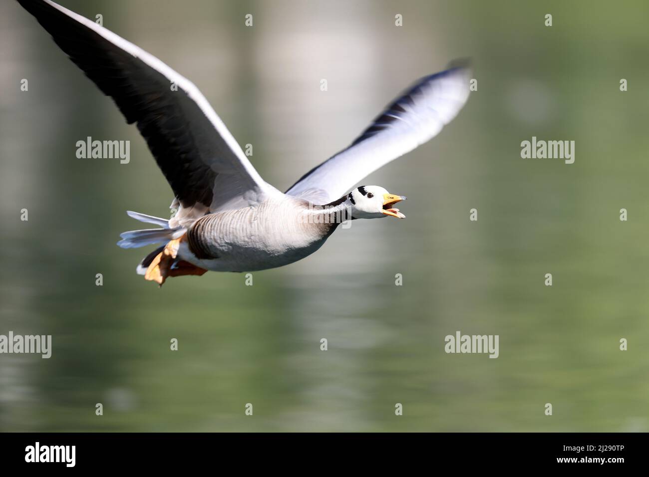 Bar headed goose flight hi-res stock photography and images - Alamy
