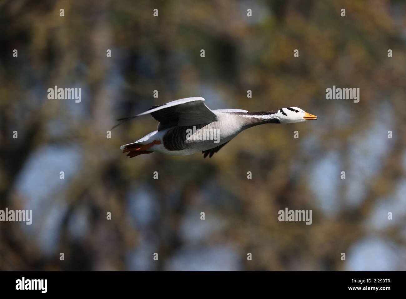 Bar headed goose flight hi-res stock photography and images - Alamy