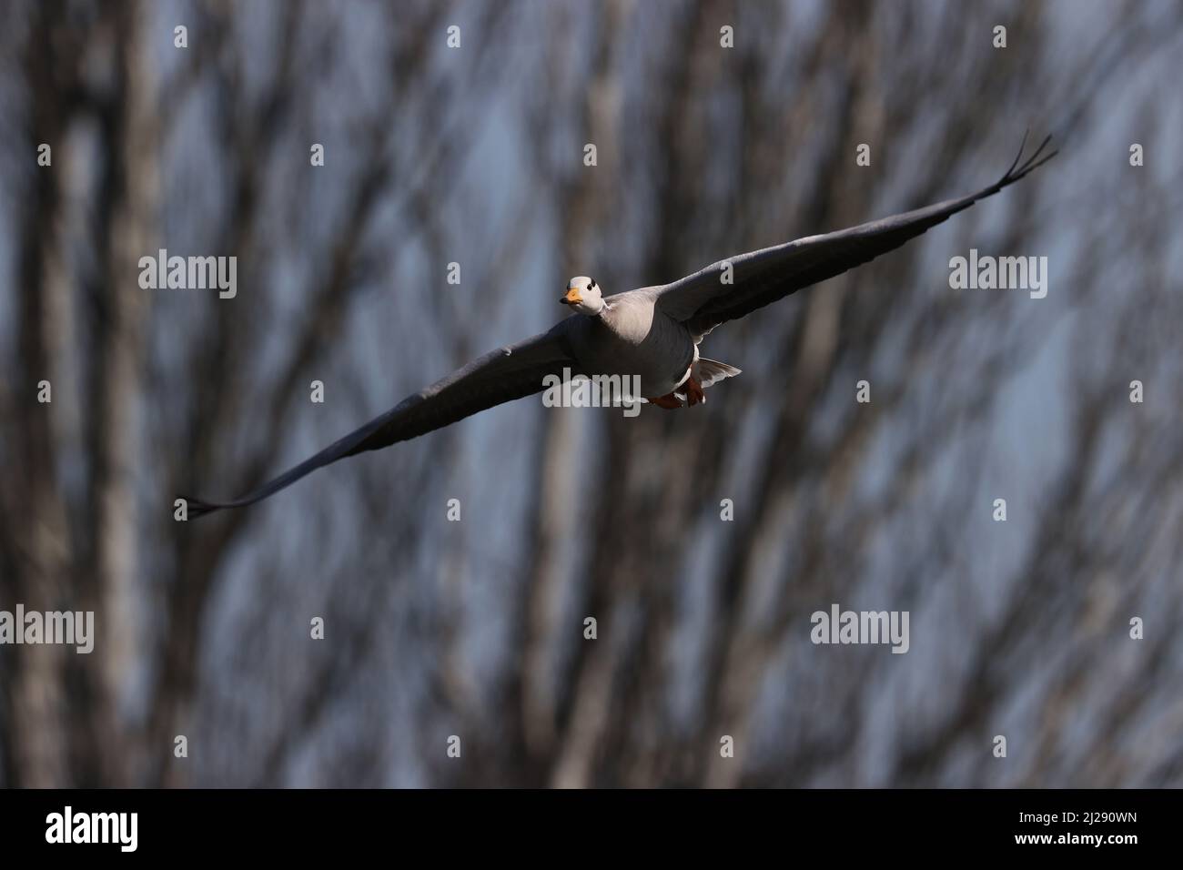 Bar headed goose flight hi-res stock photography and images - Alamy