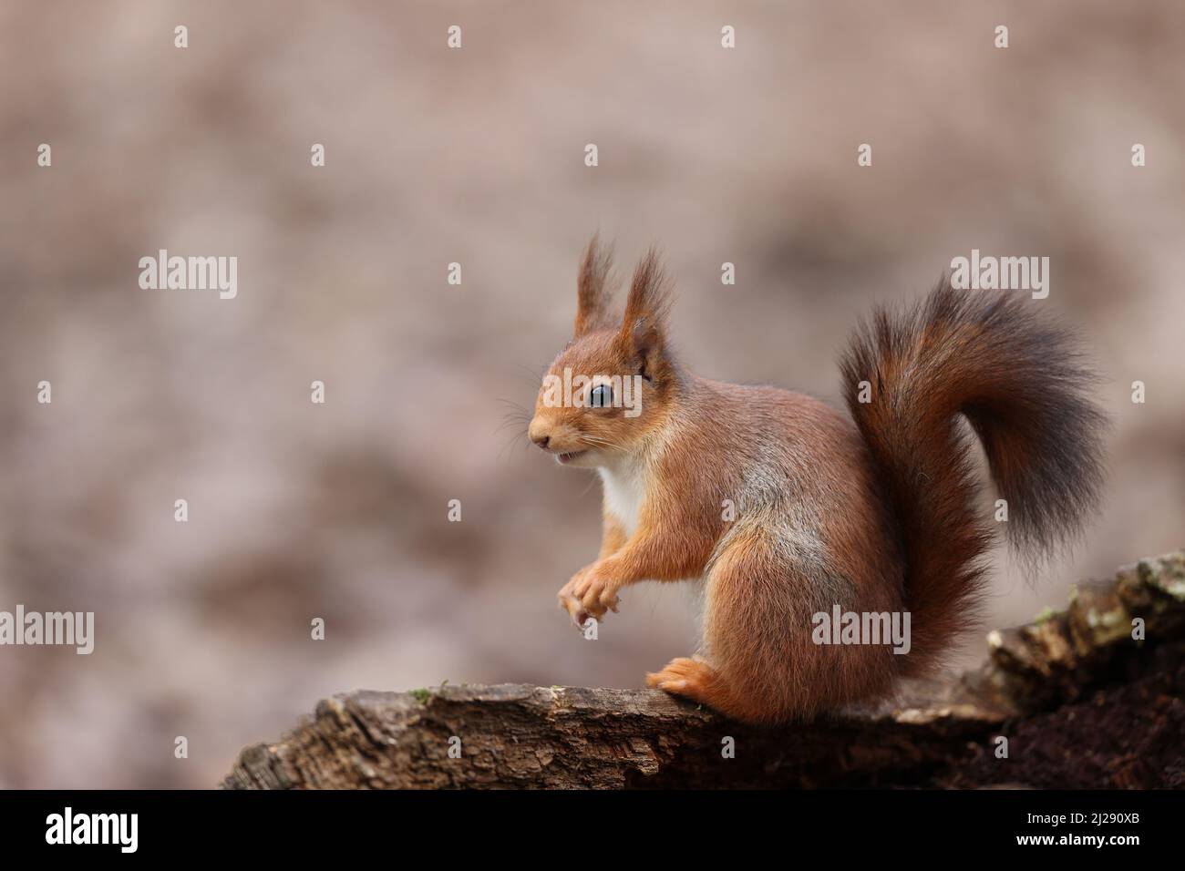 Squirrels of france hi-res stock photography and images - Alamy