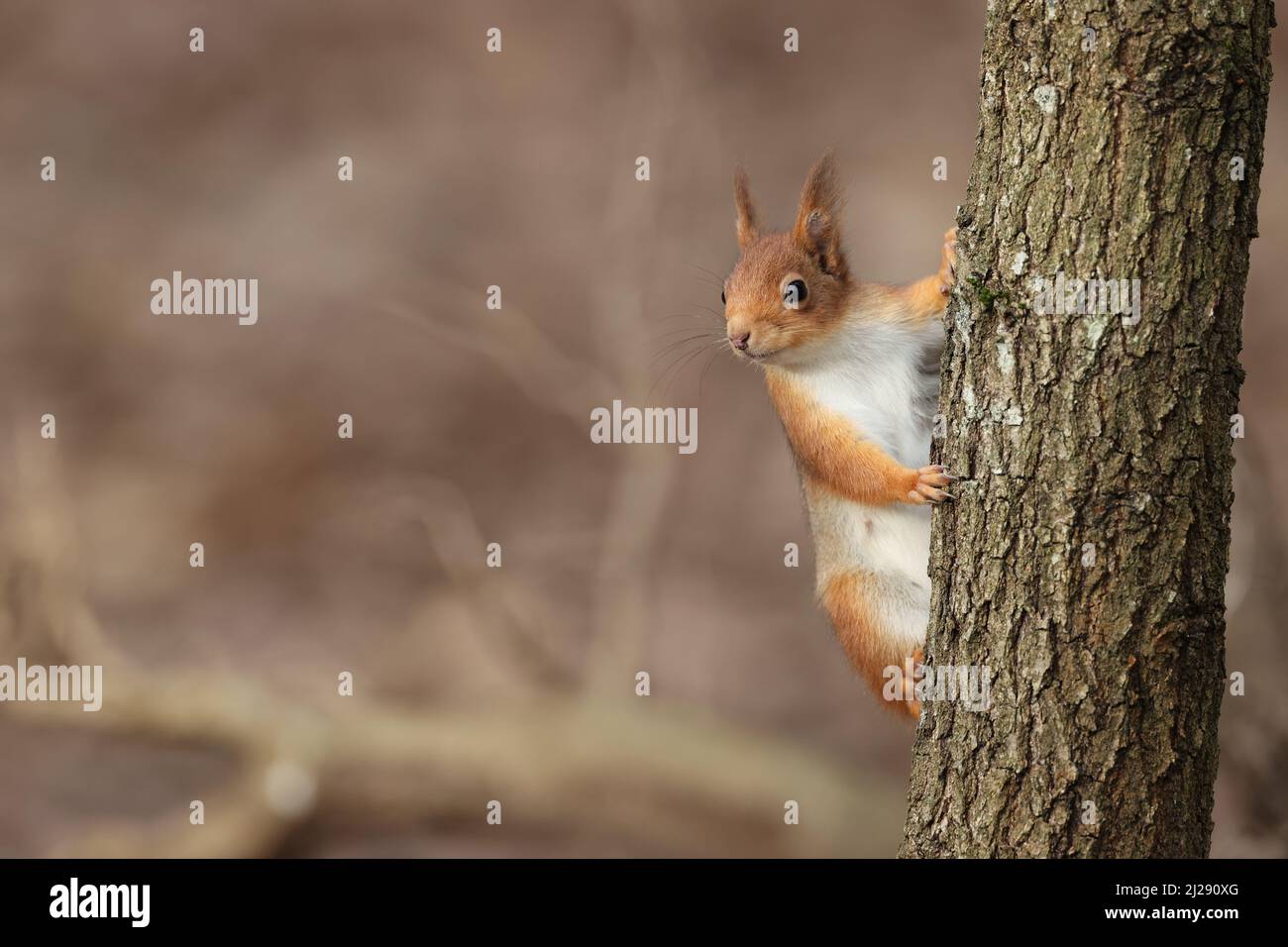 Squirrel tree trunk animal wildlife hi-res stock photography and images ...