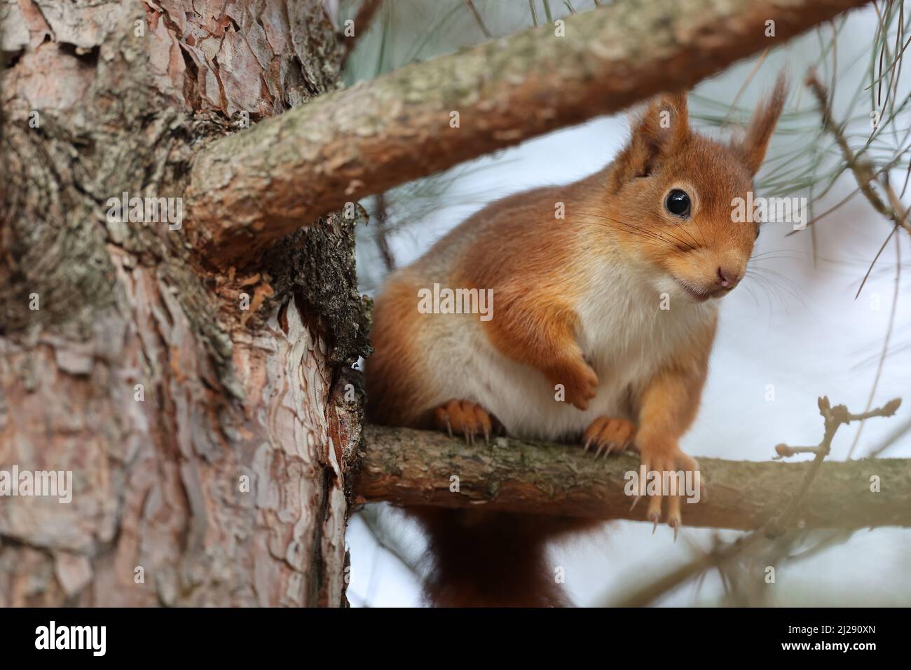 Red squirrels of france hi-res stock photography and images - Alamy