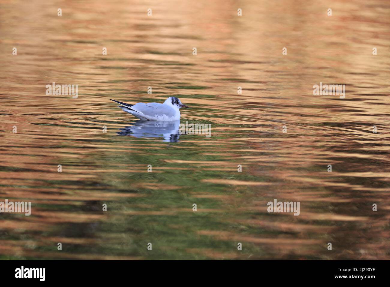 Gull environment hi-res stock photography and images - Alamy