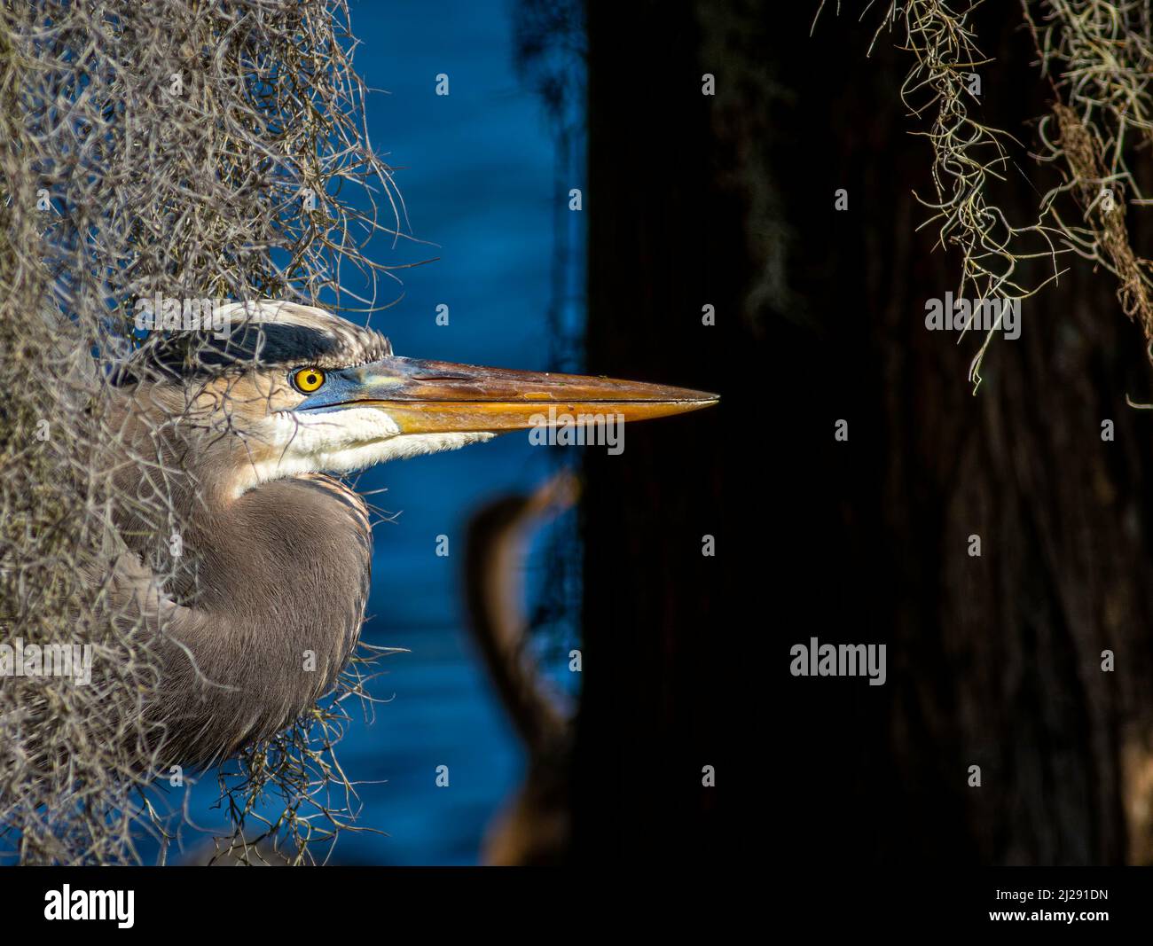 Mammal behind food in the jungle hi-res stock photography and images ...