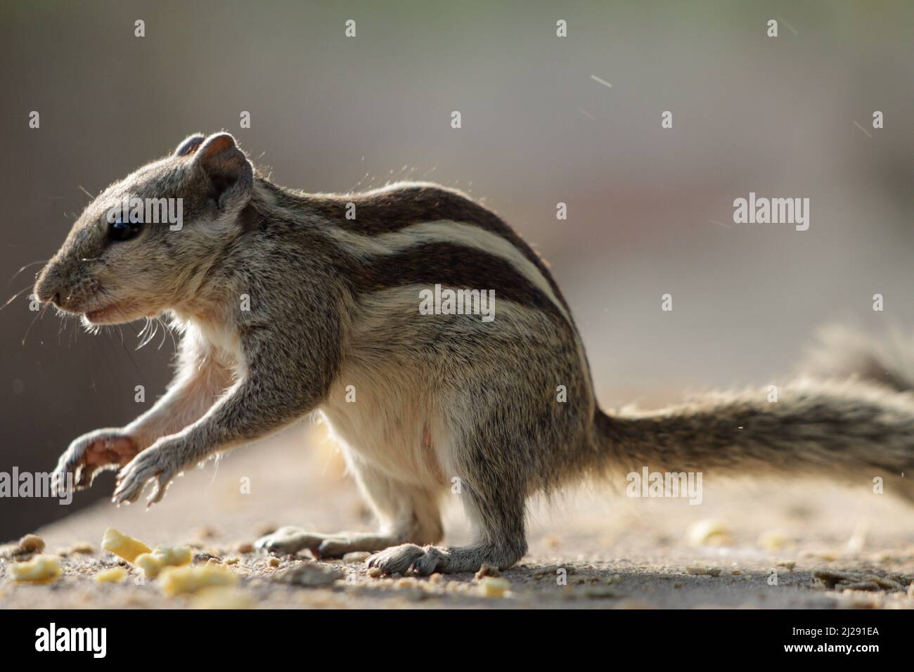 A macro view of a cute little common chipmunk reaching for its food on ...