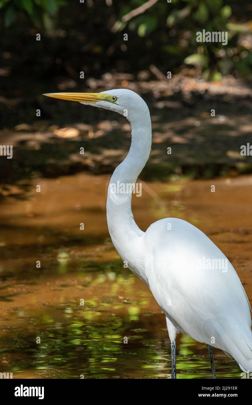 A great egret hunts along the brackish water of a tidal swamp in ...