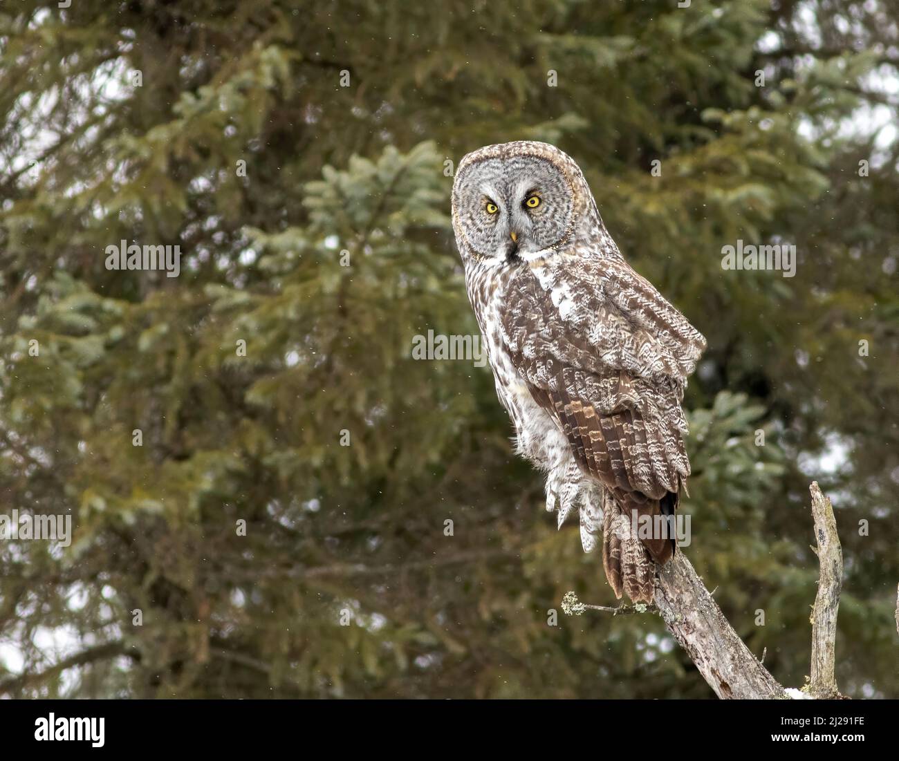 A great gray owl perches atop a dead tree in Sax Zim Bog Minnesota ...