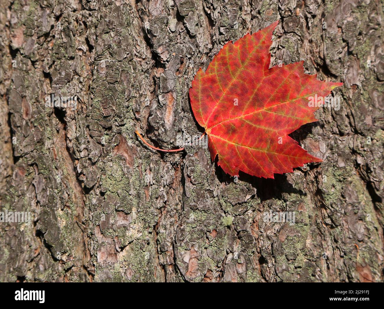 Colorful leaf hi-res stock photography and images - Alamy