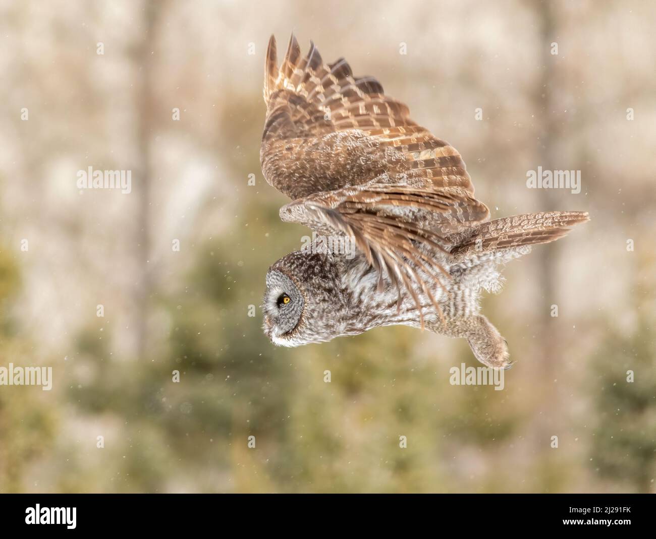 A great gray owl takes off in flight during winter in Sax Zim Bog ...