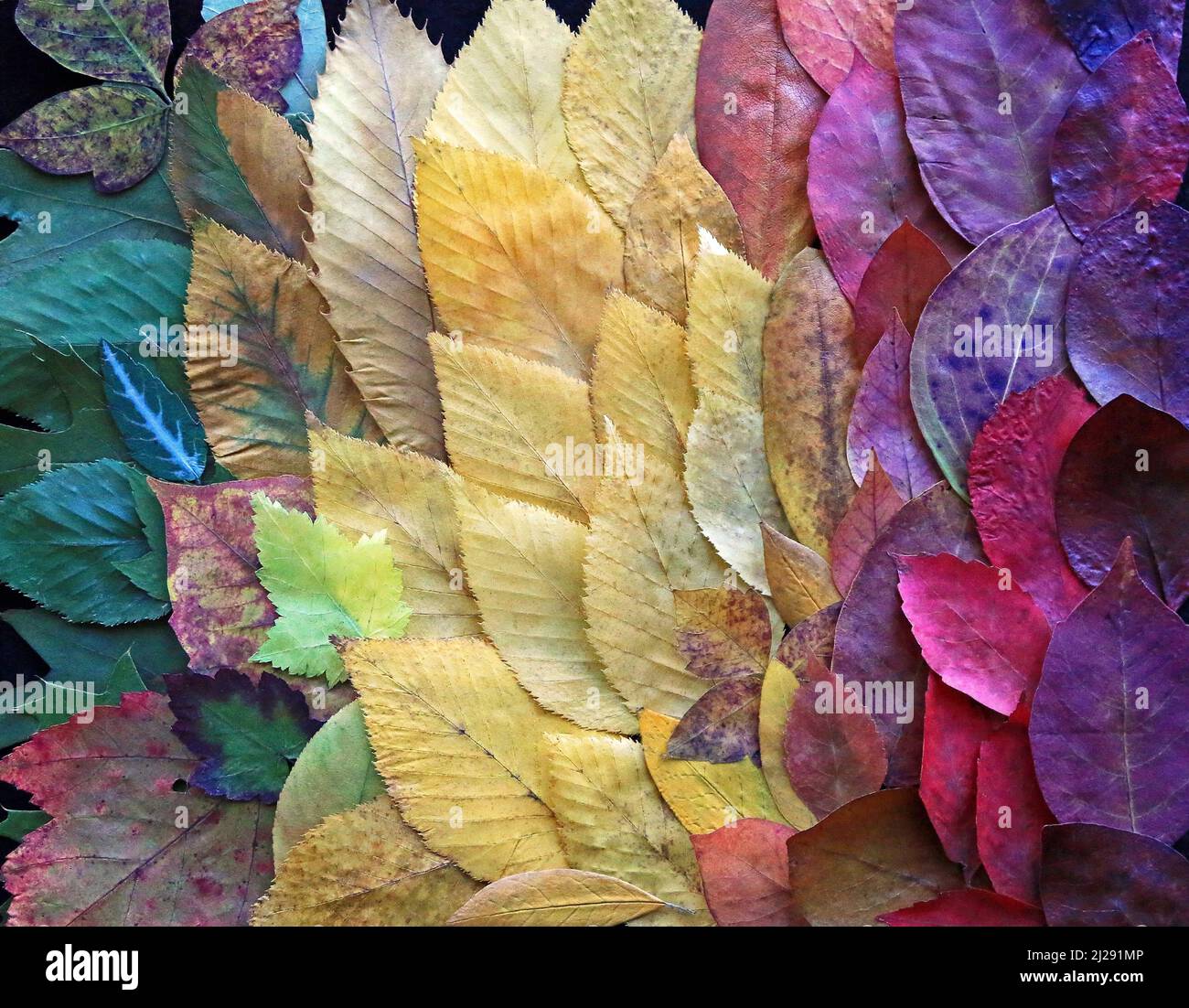 Rainbow leaf hi-res stock photography and images - Alamy