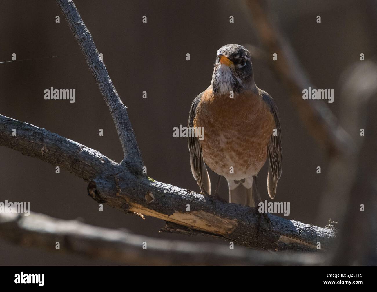 Robin hunter hi-res stock photography and images - Alamy