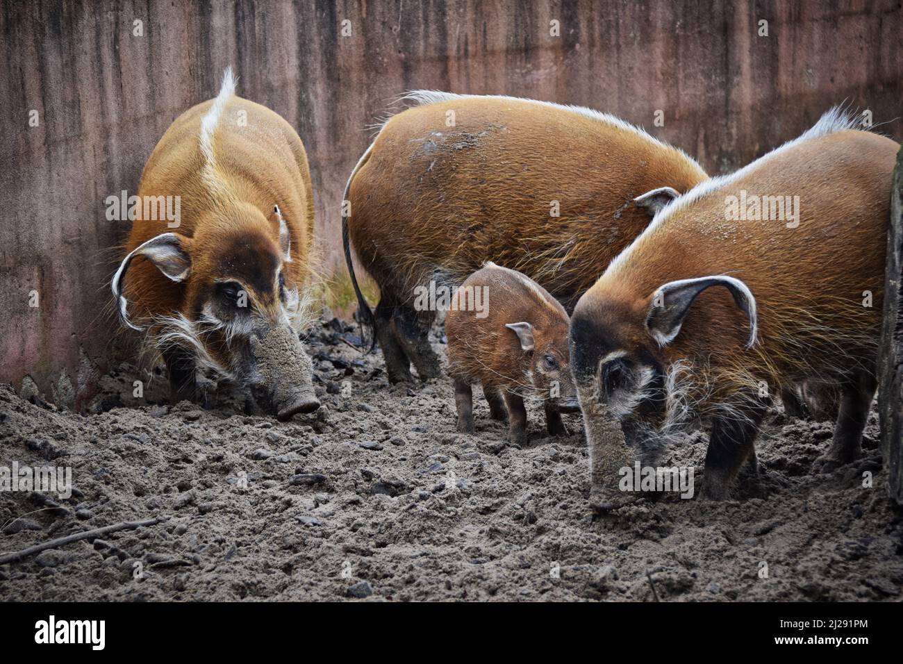 A group of pigs in a barn Stock Photo - Alamy