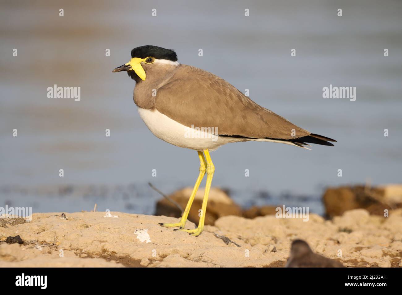 A closeup shot of a gull on a rock at the beach Stock Photo - Alamy