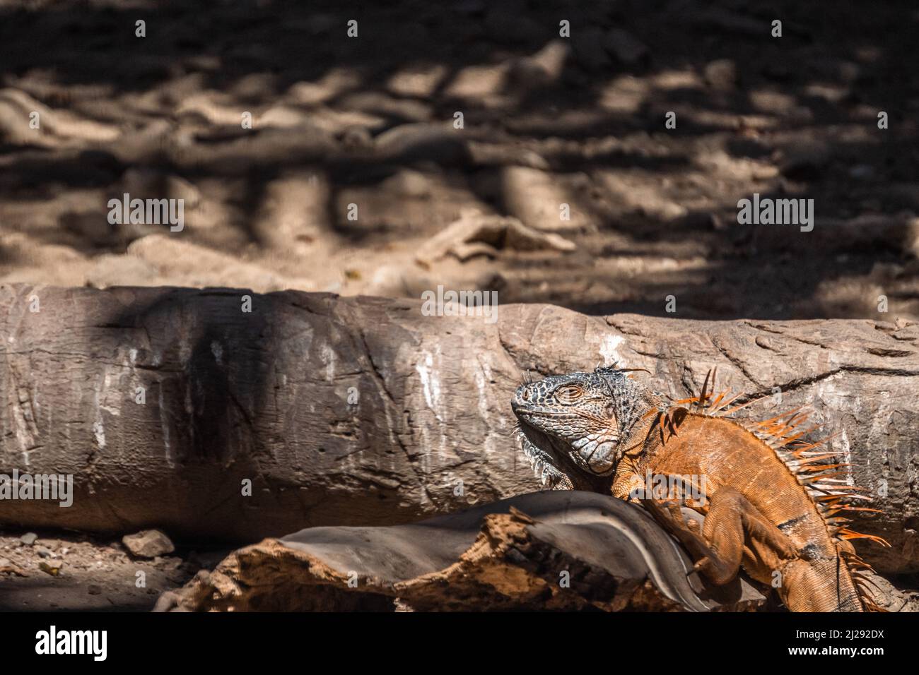 Lizard sunbathing on log hi-res stock photography and images - Alamy