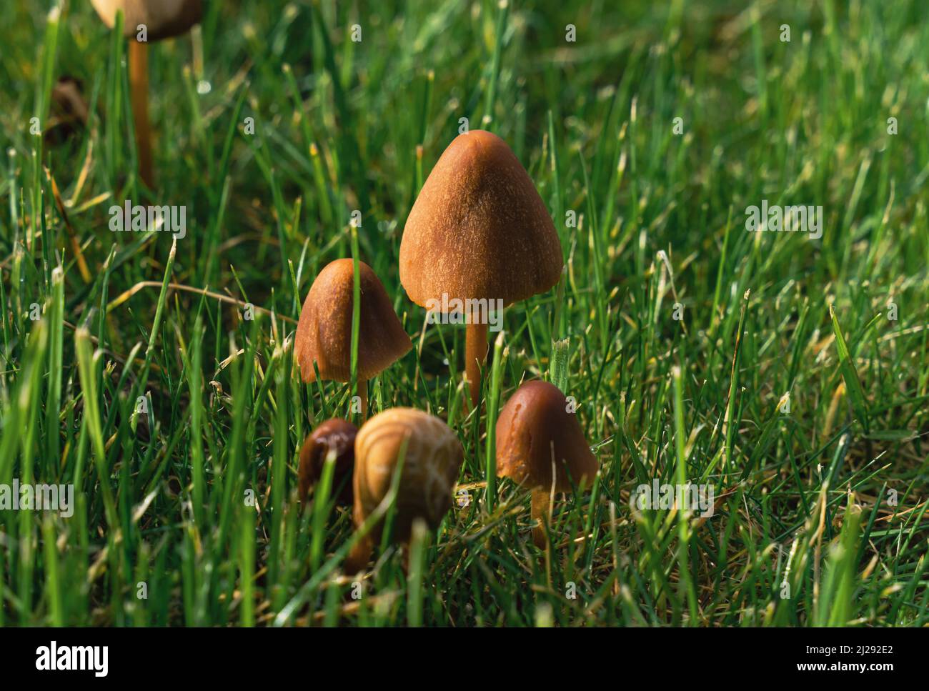 Morning fungi hi-res stock photography and images - Alamy