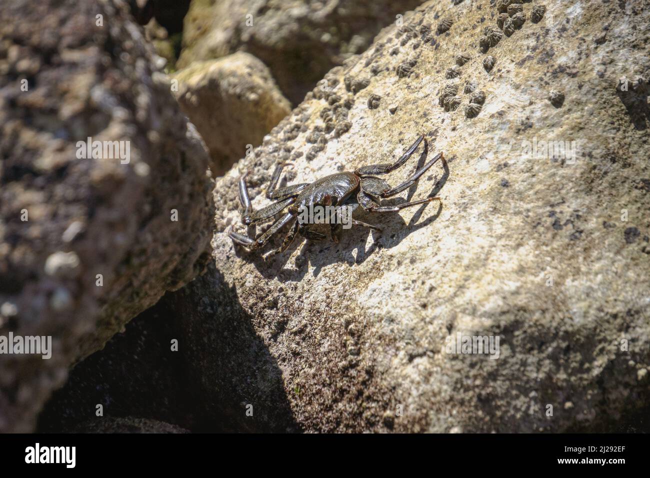 Crabs on the rocks in the sun Stock Photo - Alamy