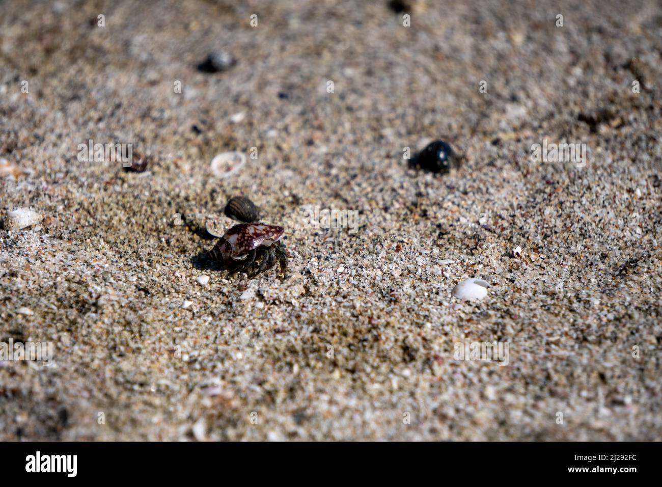 Tiny Hermit Crab close up crawling on sand Stock Photo - Alamy