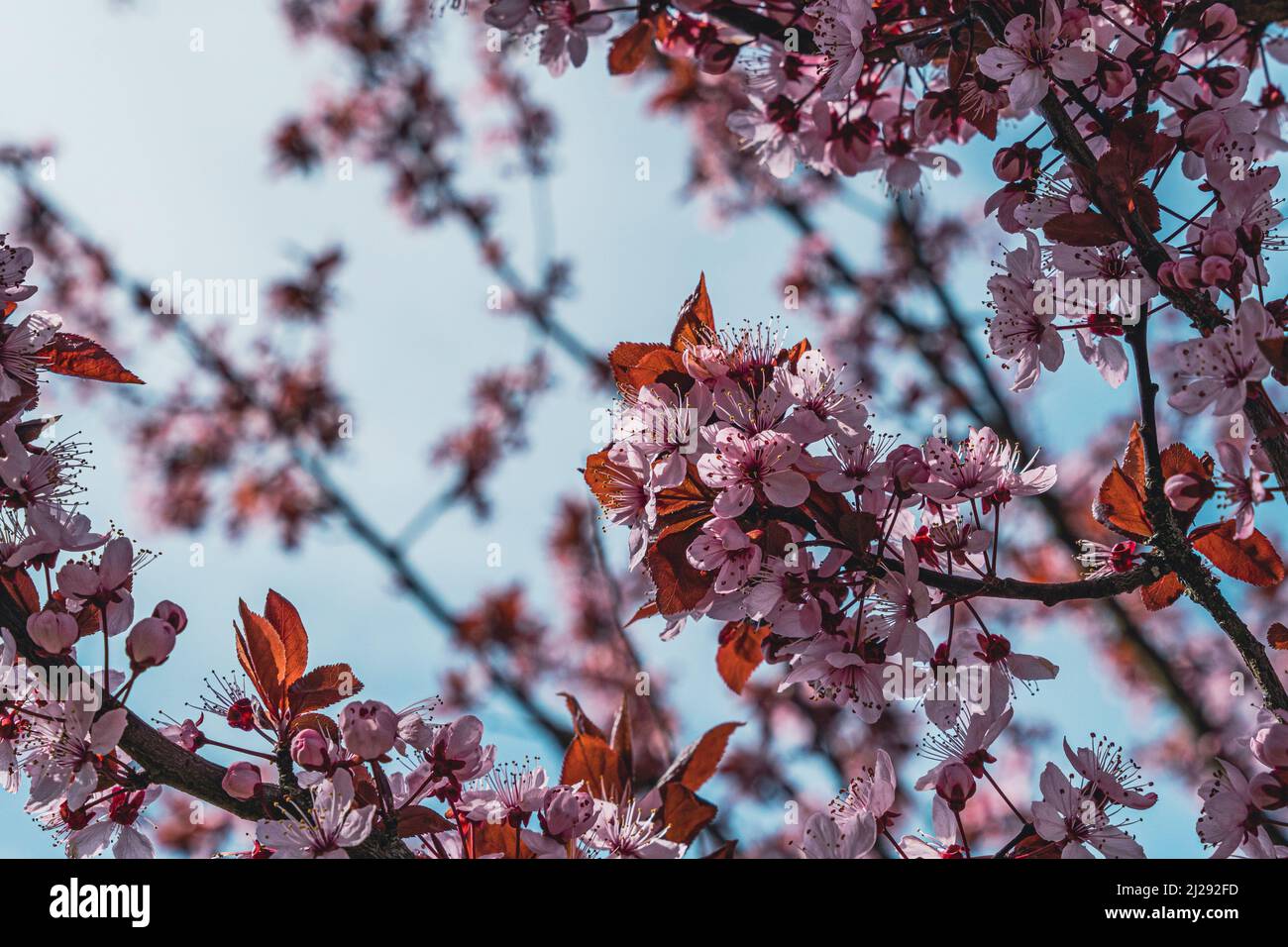 Sakura cherry blossoms on sunny hi-res stock photography and images - Alamy