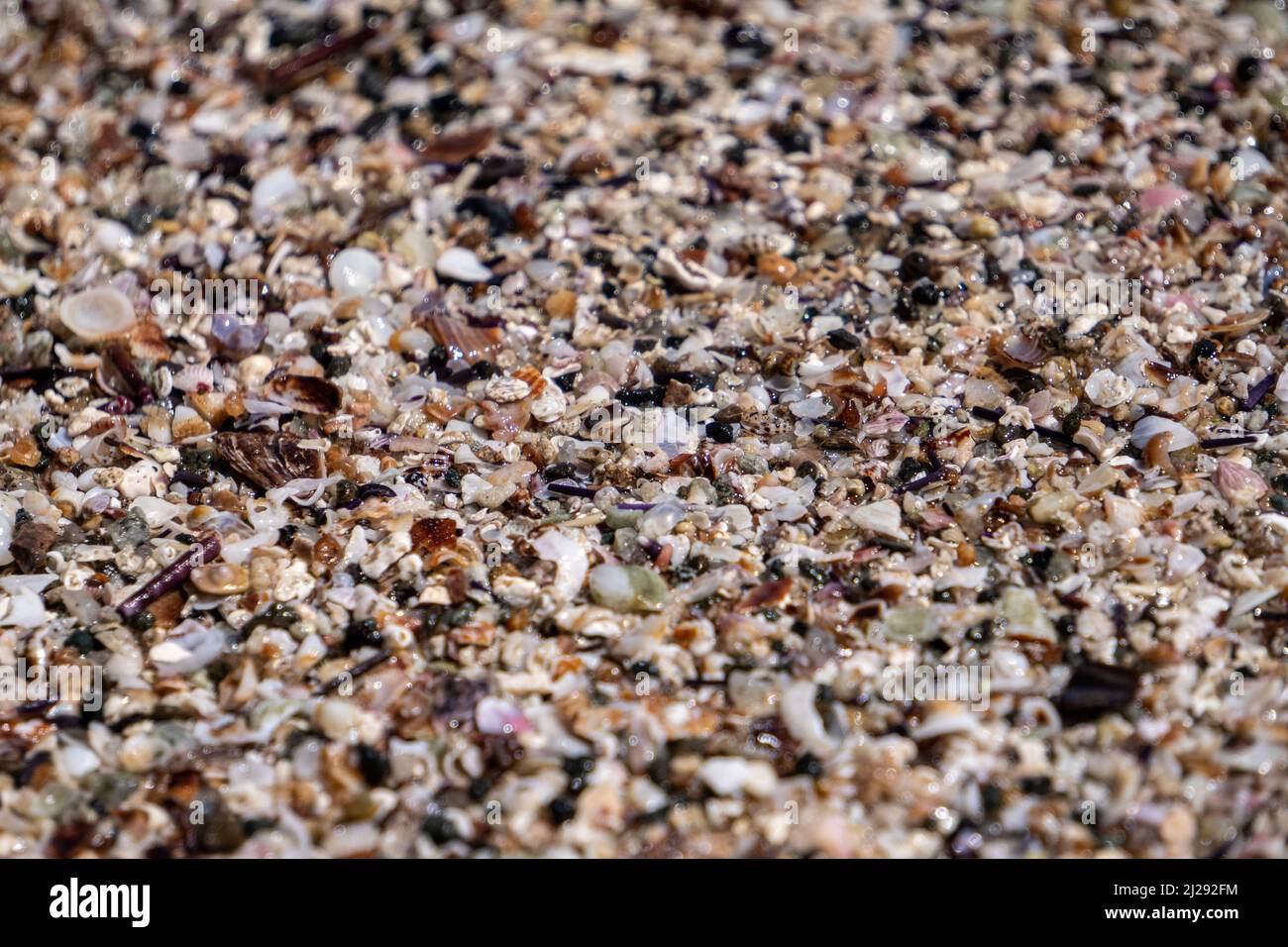 Seashell sand beach hi-res stock photography and images - Alamy