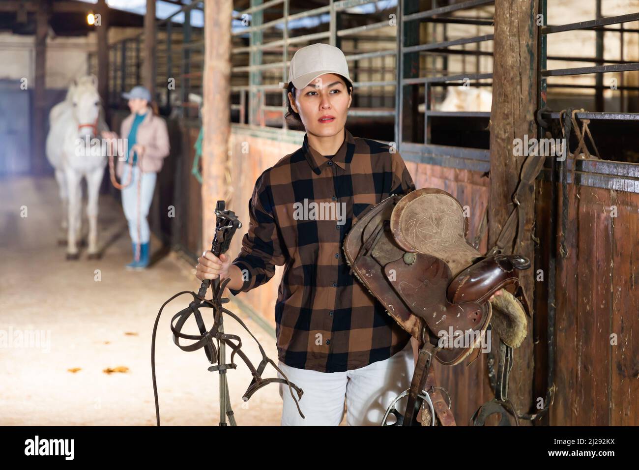 Asian female stable keeper carrying horse saddle and harness for riding ...