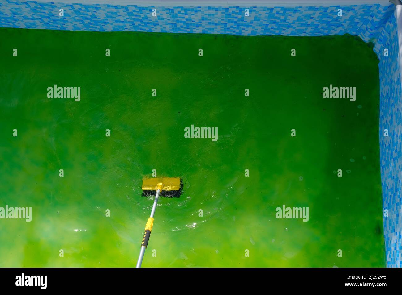 Cleaning the home summer pool from green algae. Pool Cleaning.Algae in ...