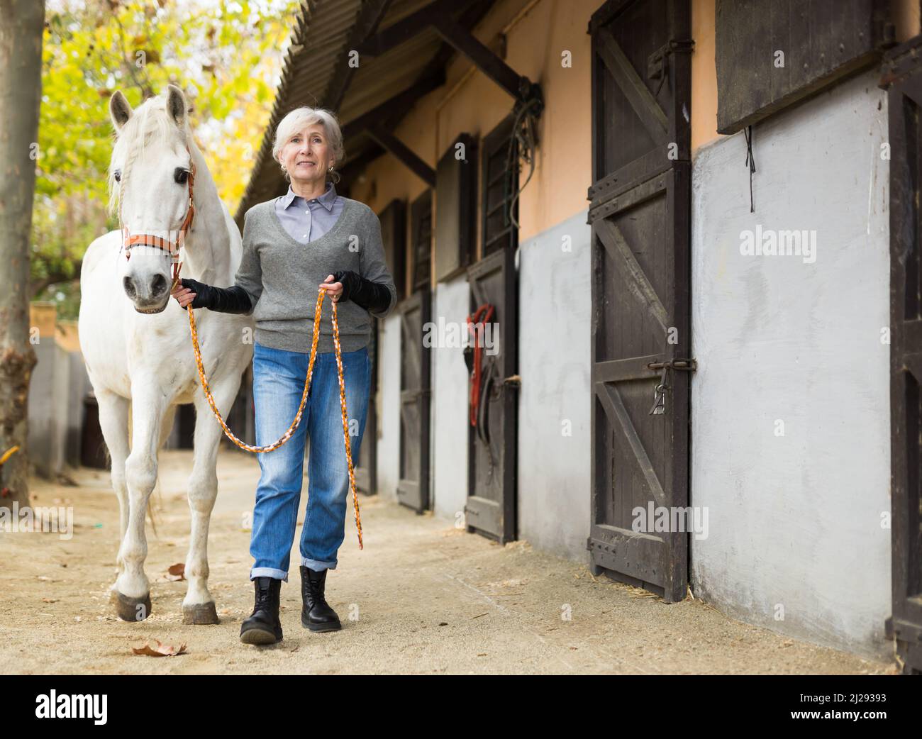 Senior woman horse breeder leading white horse through horse barn Stock ...