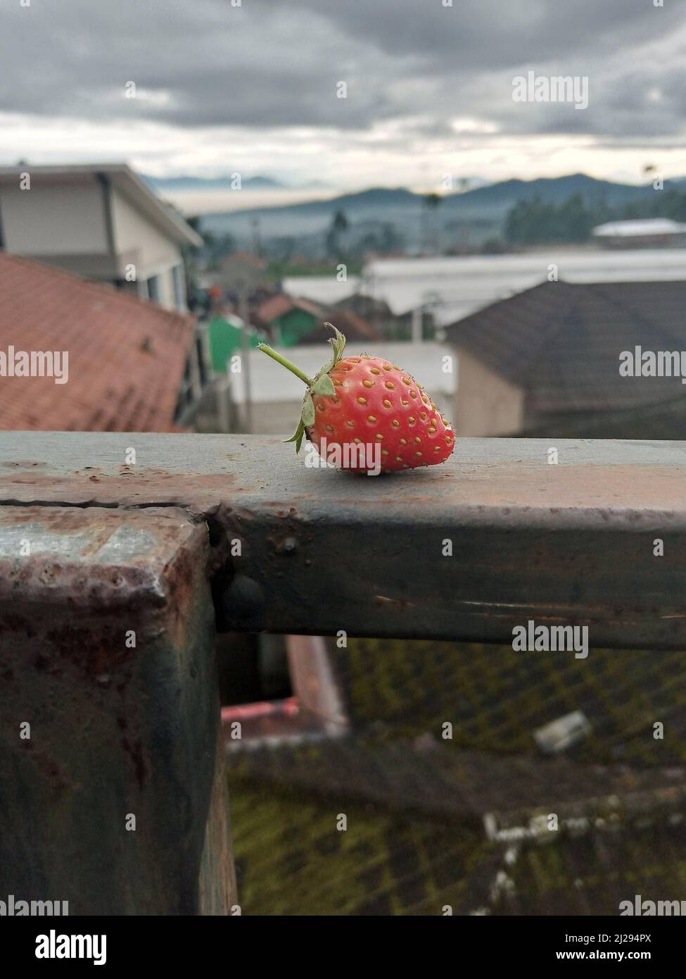 Strawberry fruits red color nature background . Strawberries with leaf ...