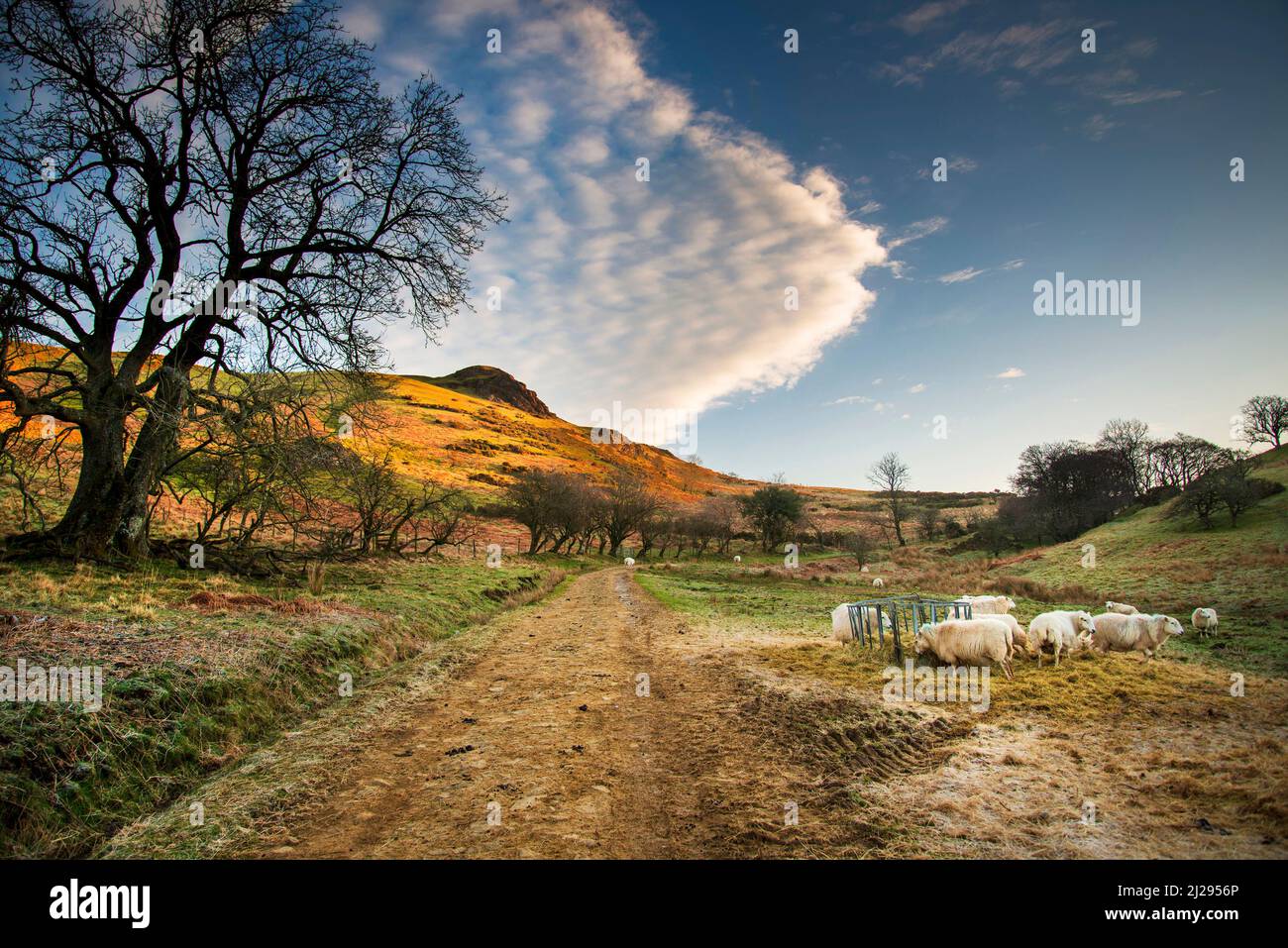 Sheep with lambs, feeding from hay and straw left by the farmer,at the ...